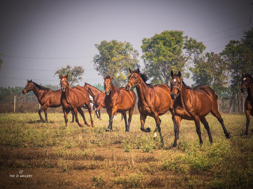 Darted out | Classic Compositions