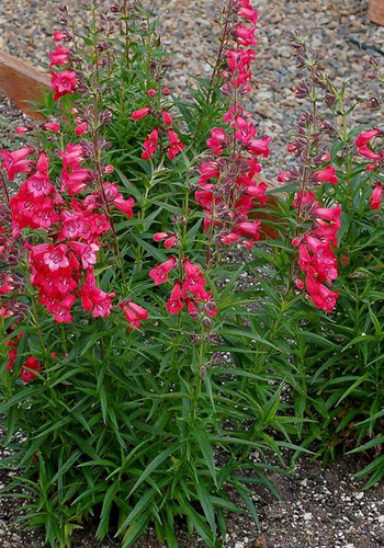 Dwarf Red Penstemon - 3 Gallon | Plants On Thyme