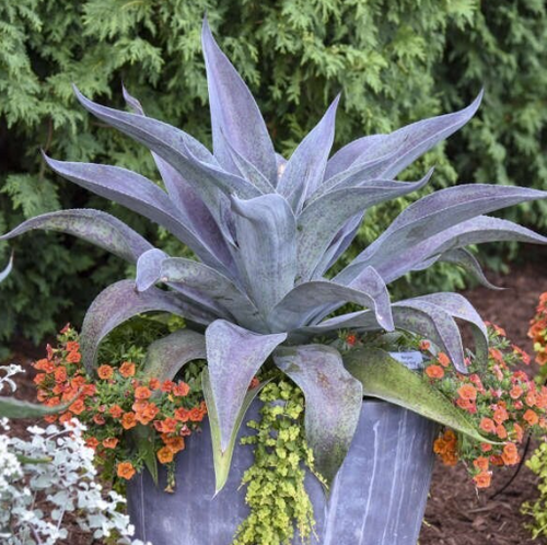 Aztec King Mangave - 3 Gallon | Plants On Thyme