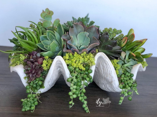Clam Seashell Succulent Arrangement | Ily the Plant Lady