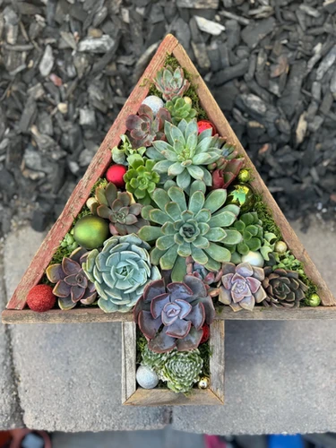 Holiday Succulent Tree | Ily the Plant Lady
