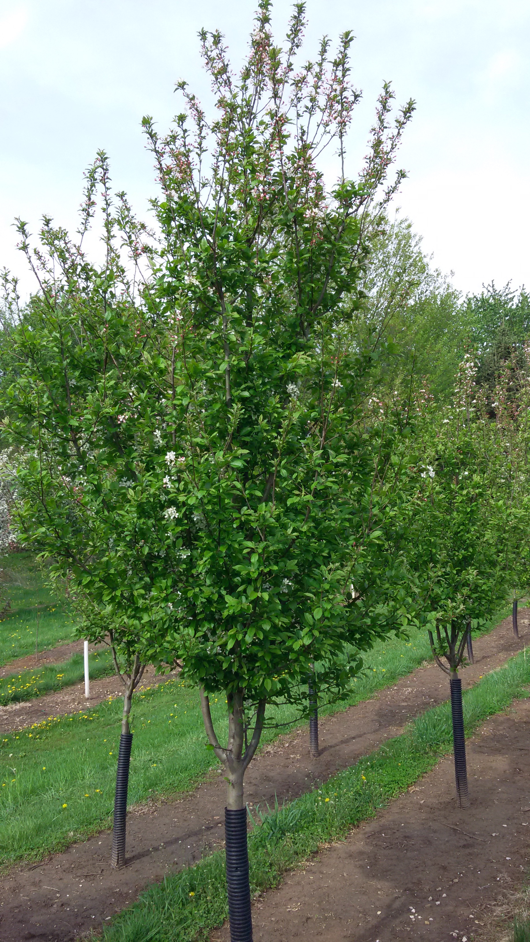 Nursery Trees | frosttreefarm