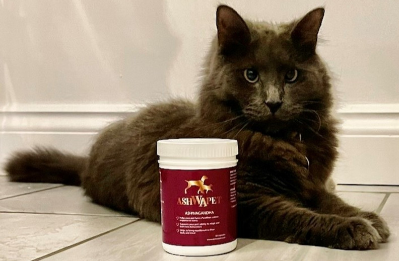 Ashwagandha | Ashwapet Ashwagandha