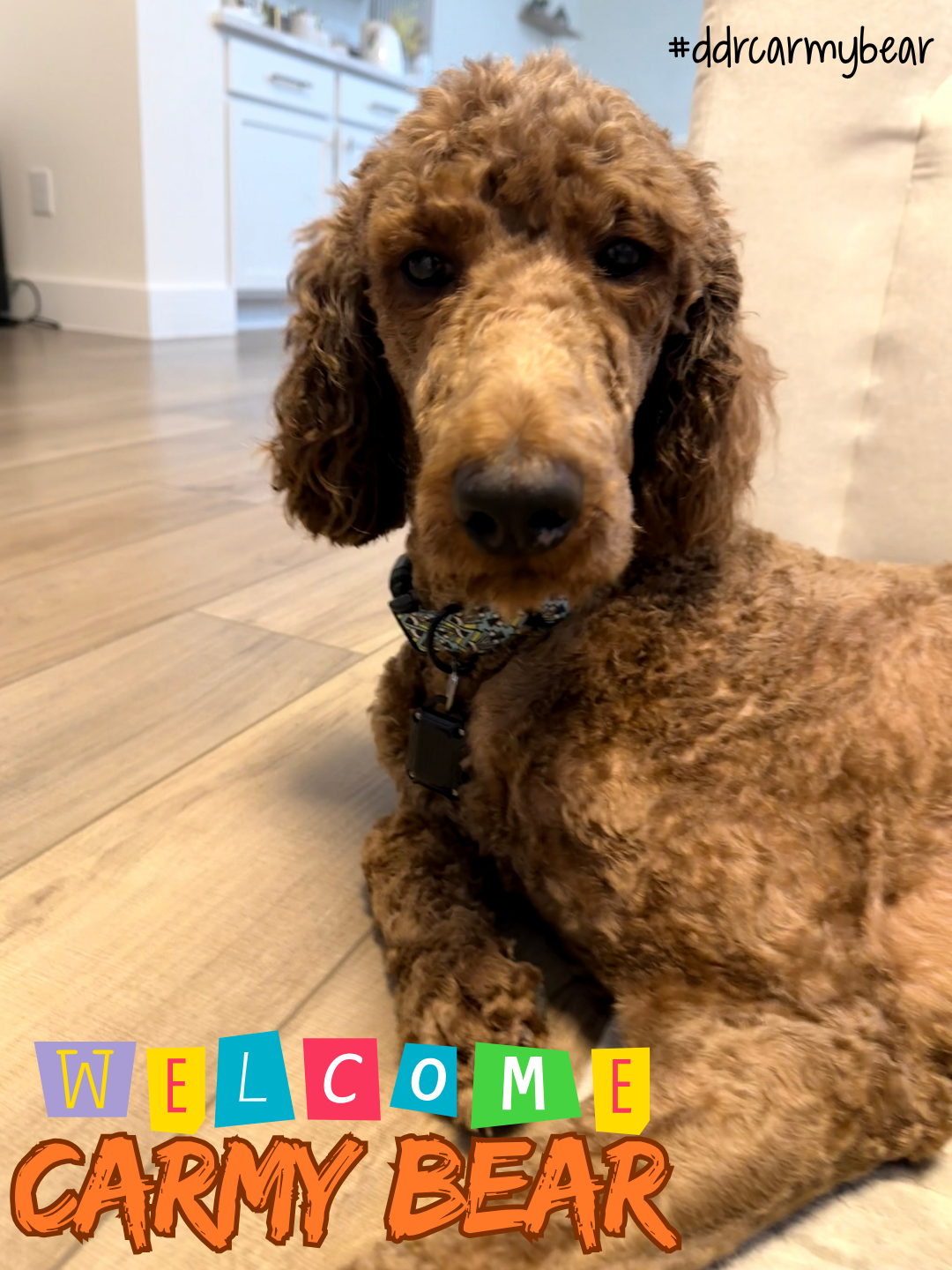 Carmy Bear | Doodle Dandy Rescue
