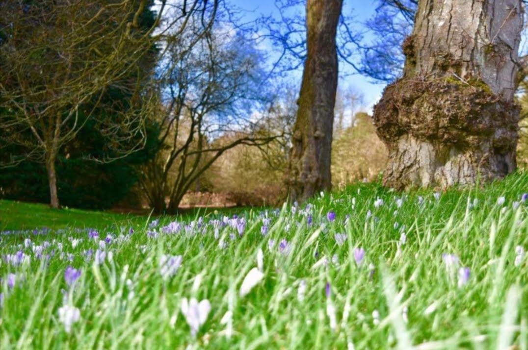 Tree Council of Ireland, Tree Conservation, Tree Management