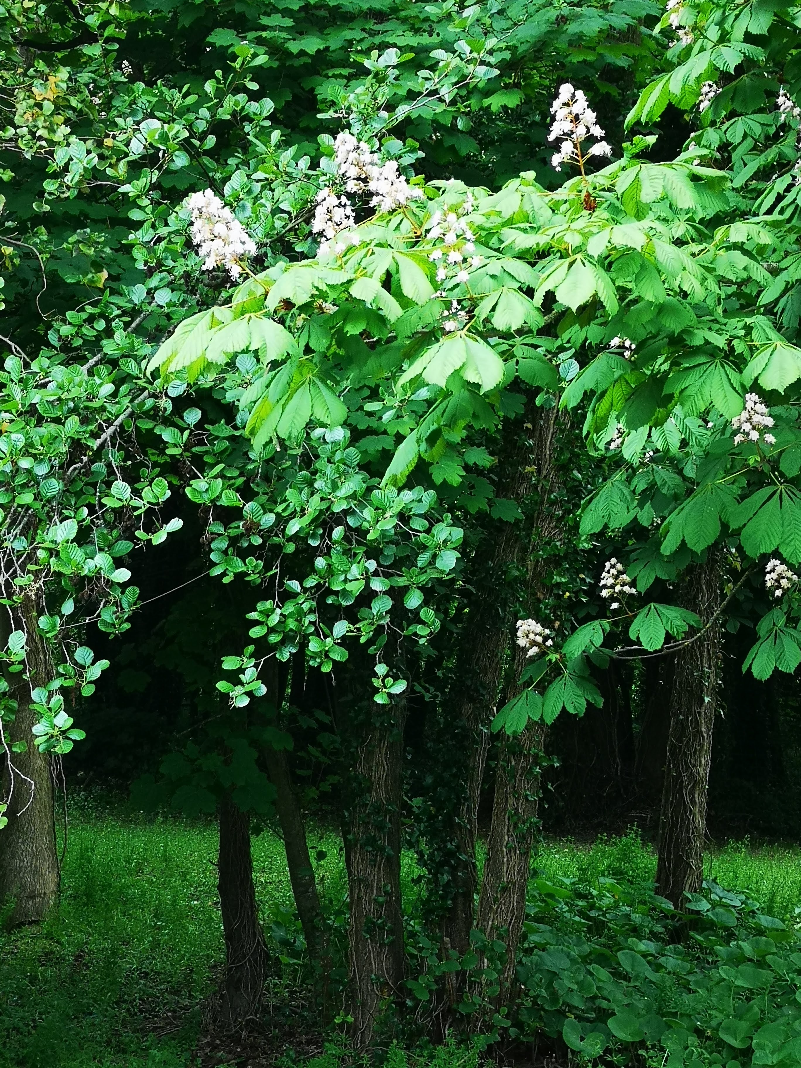 Tree Council of Ireland, Tree Conservation, Tree Management