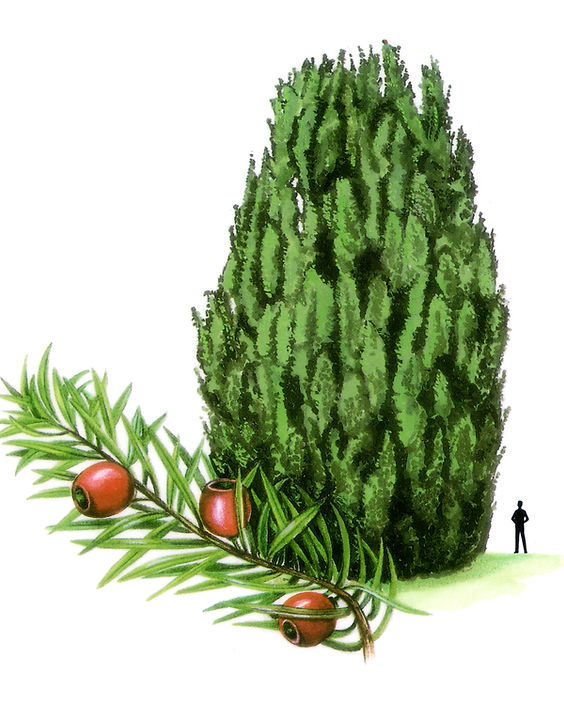 how to draw a yew tree