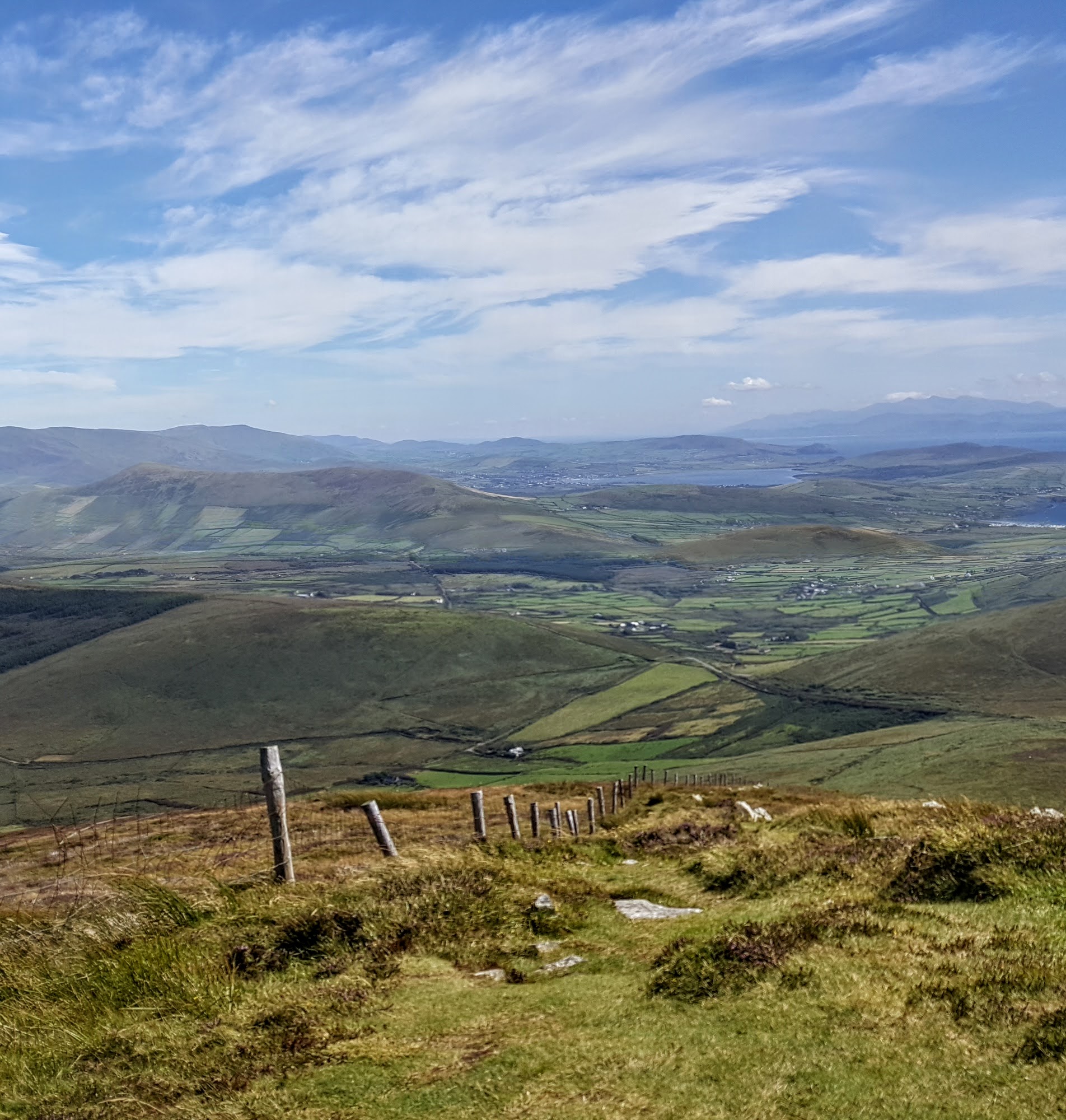 Tree Council of Ireland, Tree Conservation, Tree Management