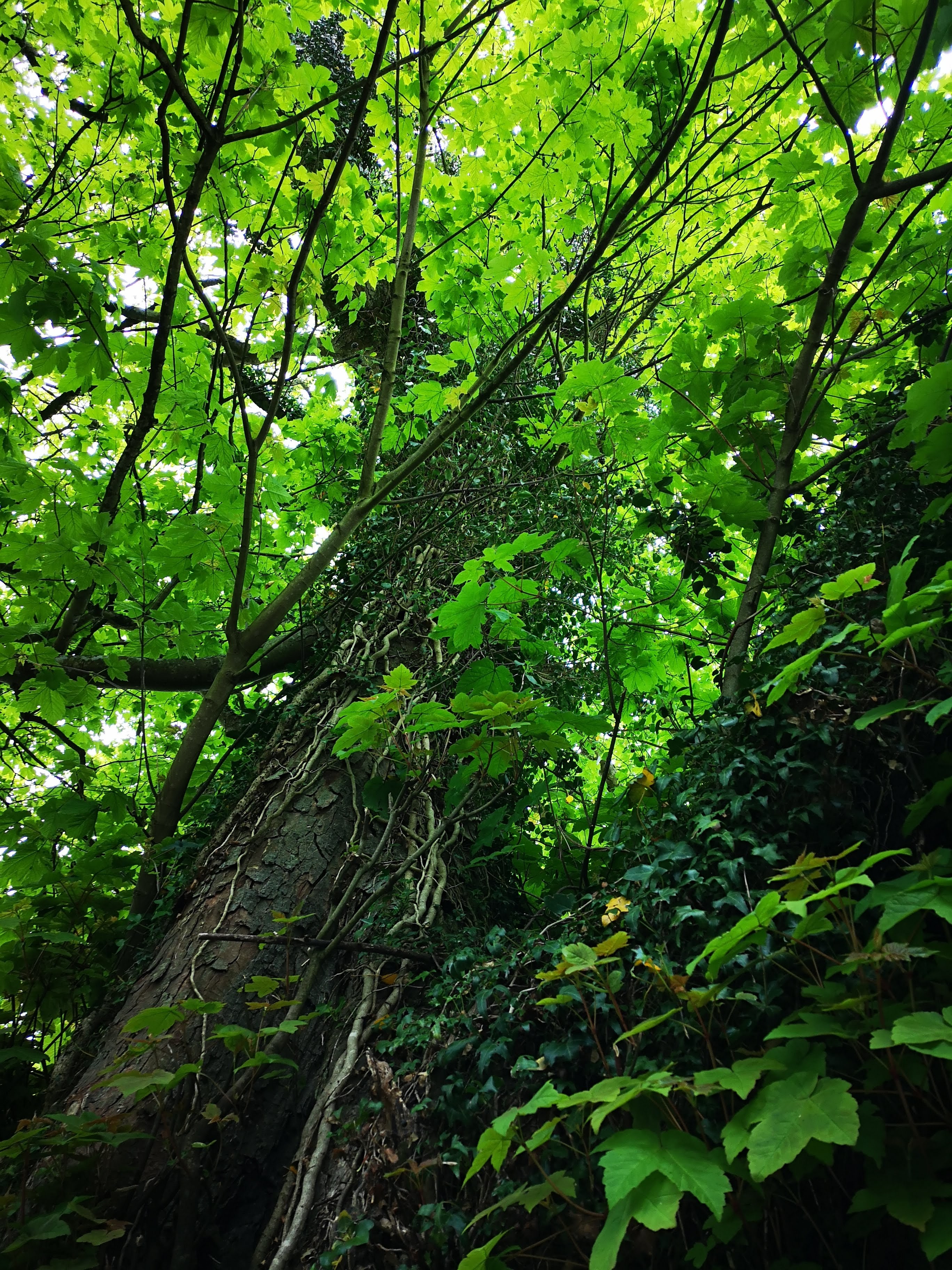 Tree Council of Ireland, Tree Conservation, Tree Management
