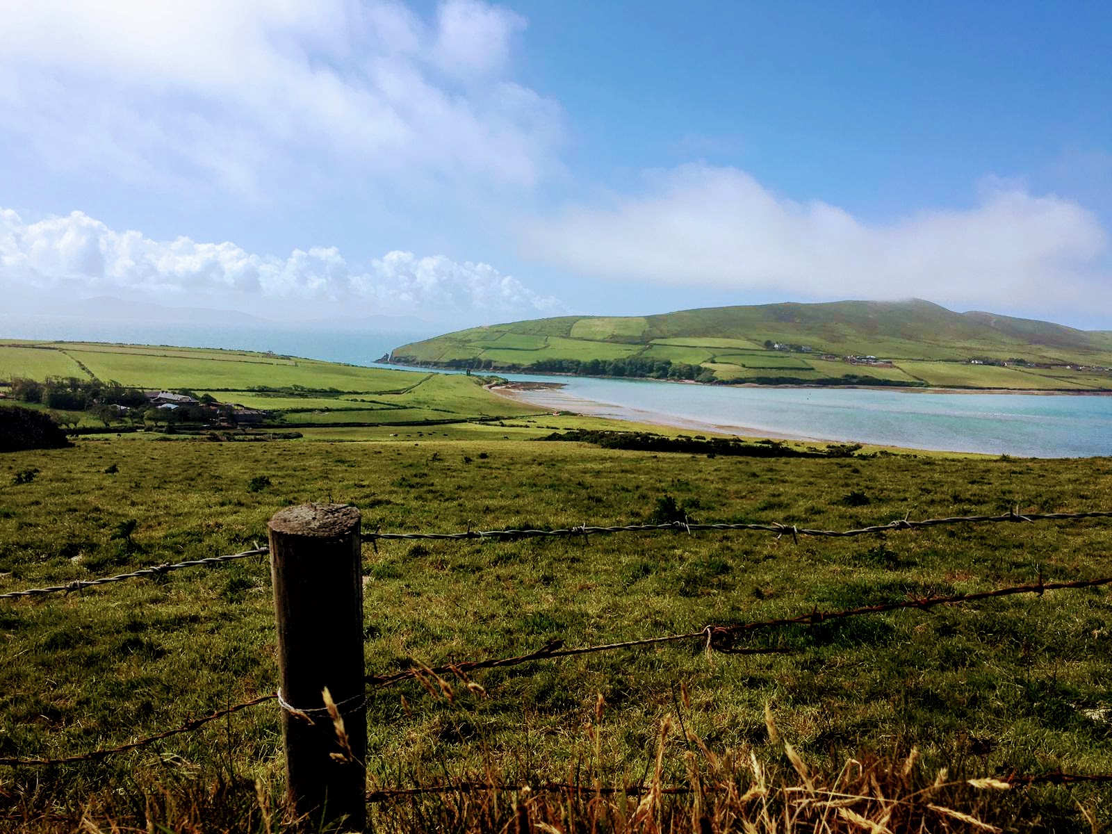 Tree Council of Ireland, Tree Conservation, Tree Management