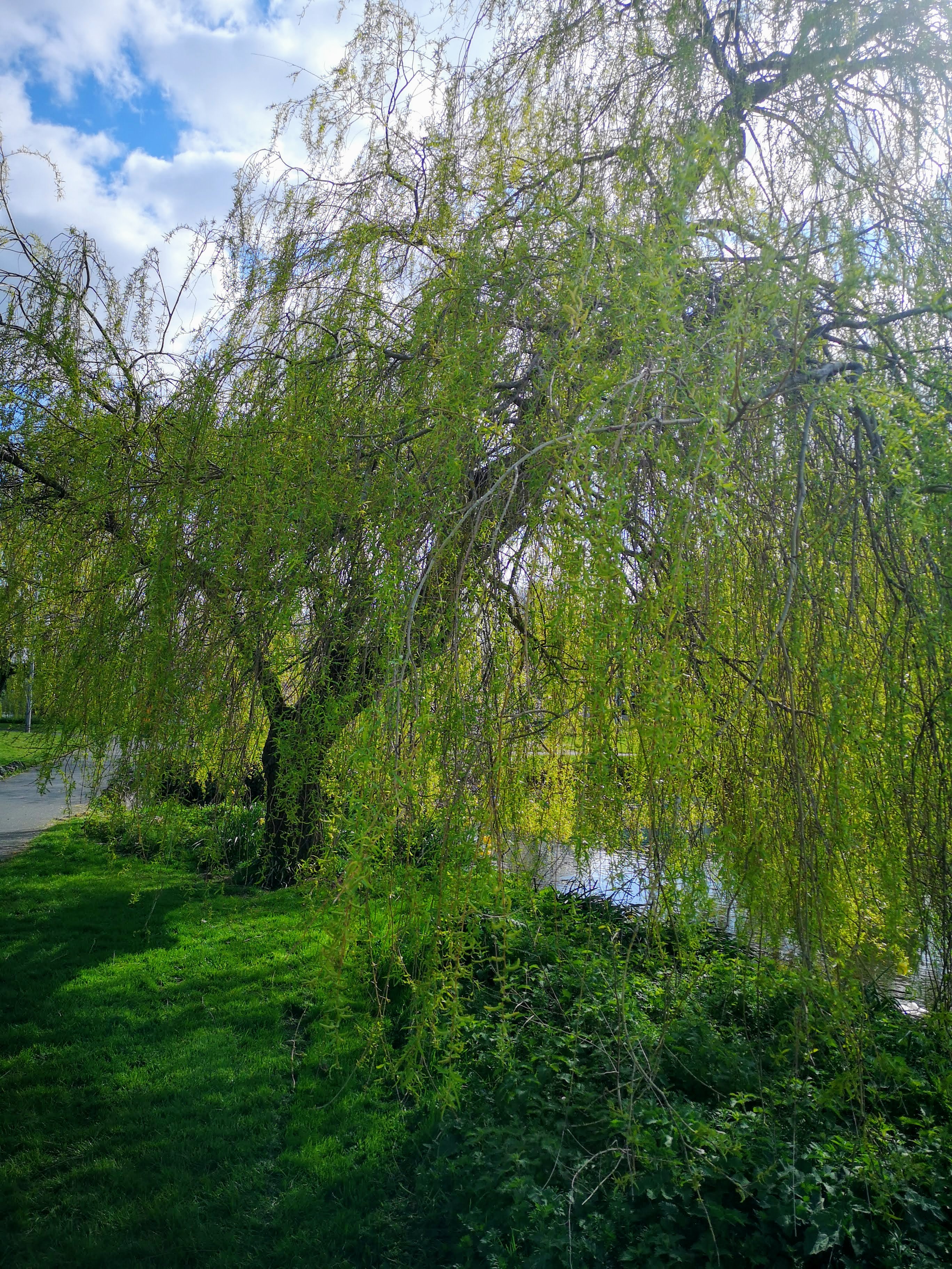 Tree Council of Ireland, Tree Conservation, Tree Management