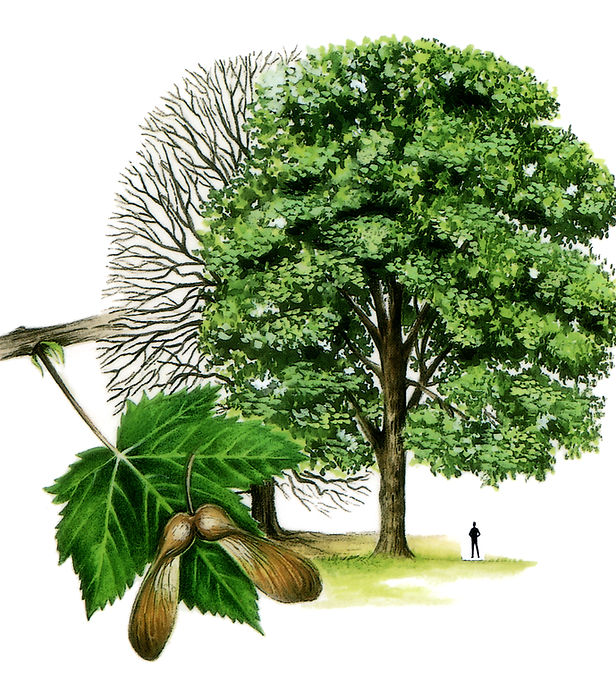 sycamore description