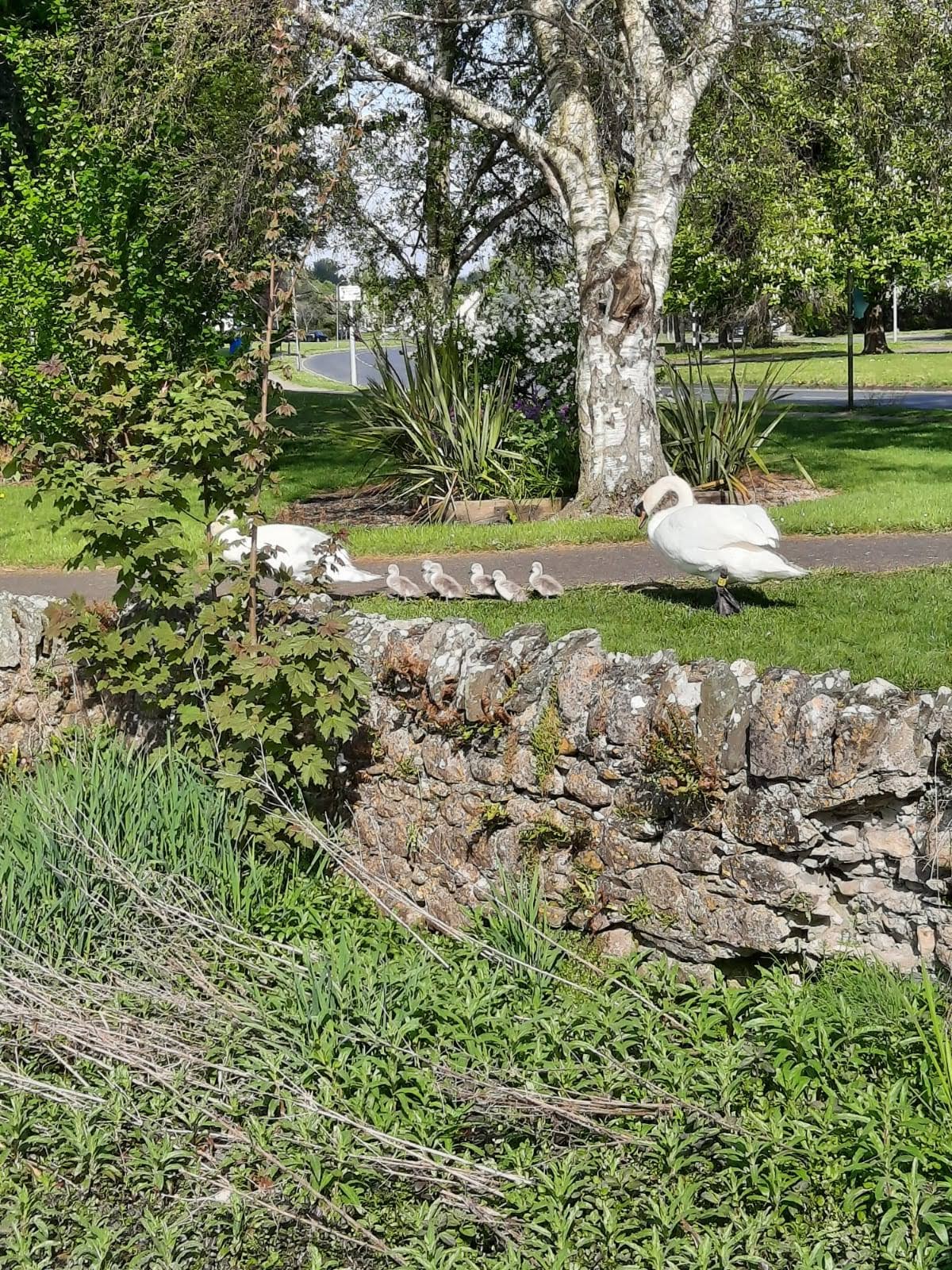 Tree Council of Ireland, Tree Conservation, Tree Management