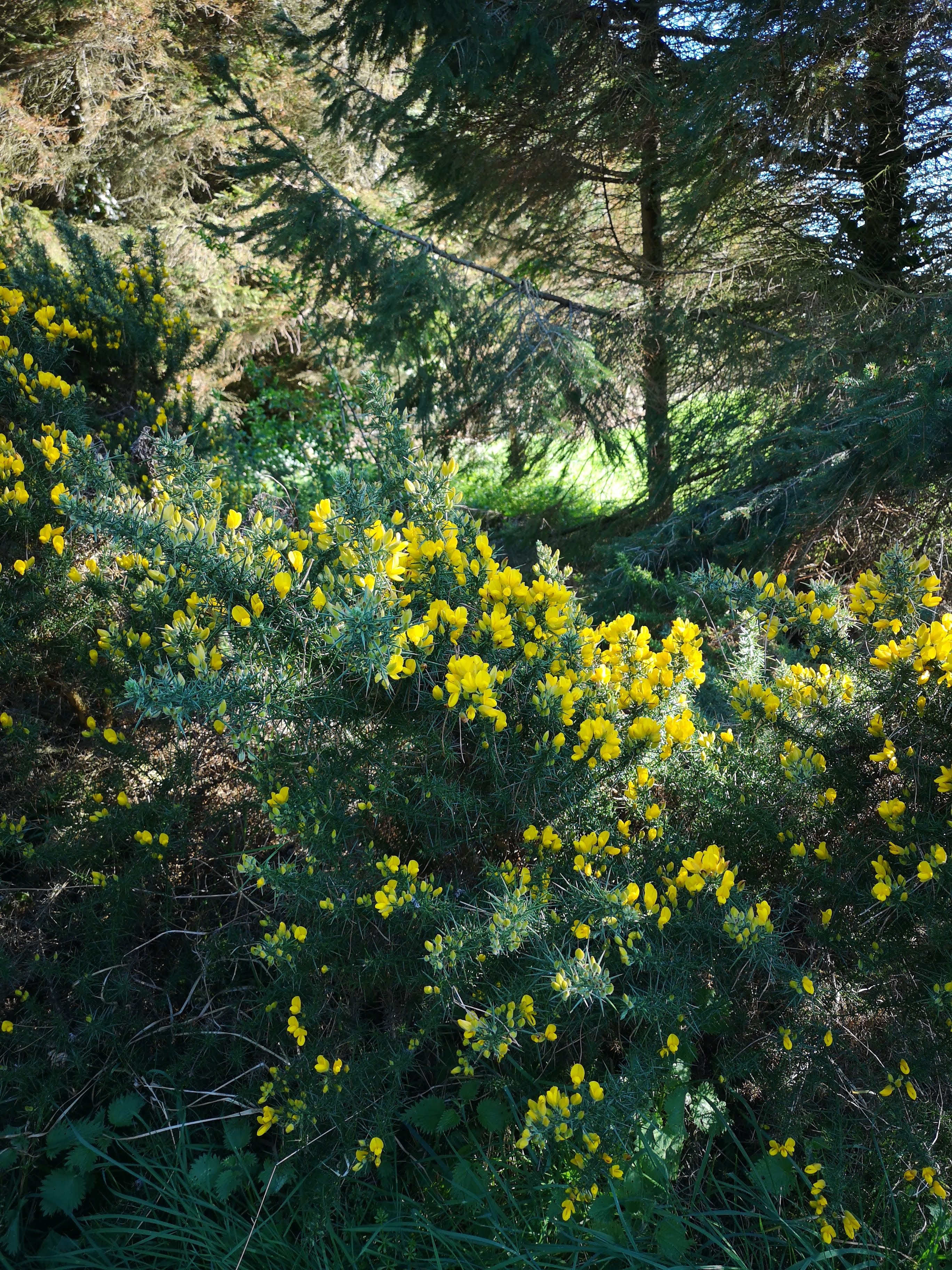 Tree Council of Ireland, Tree Conservation, Tree Management