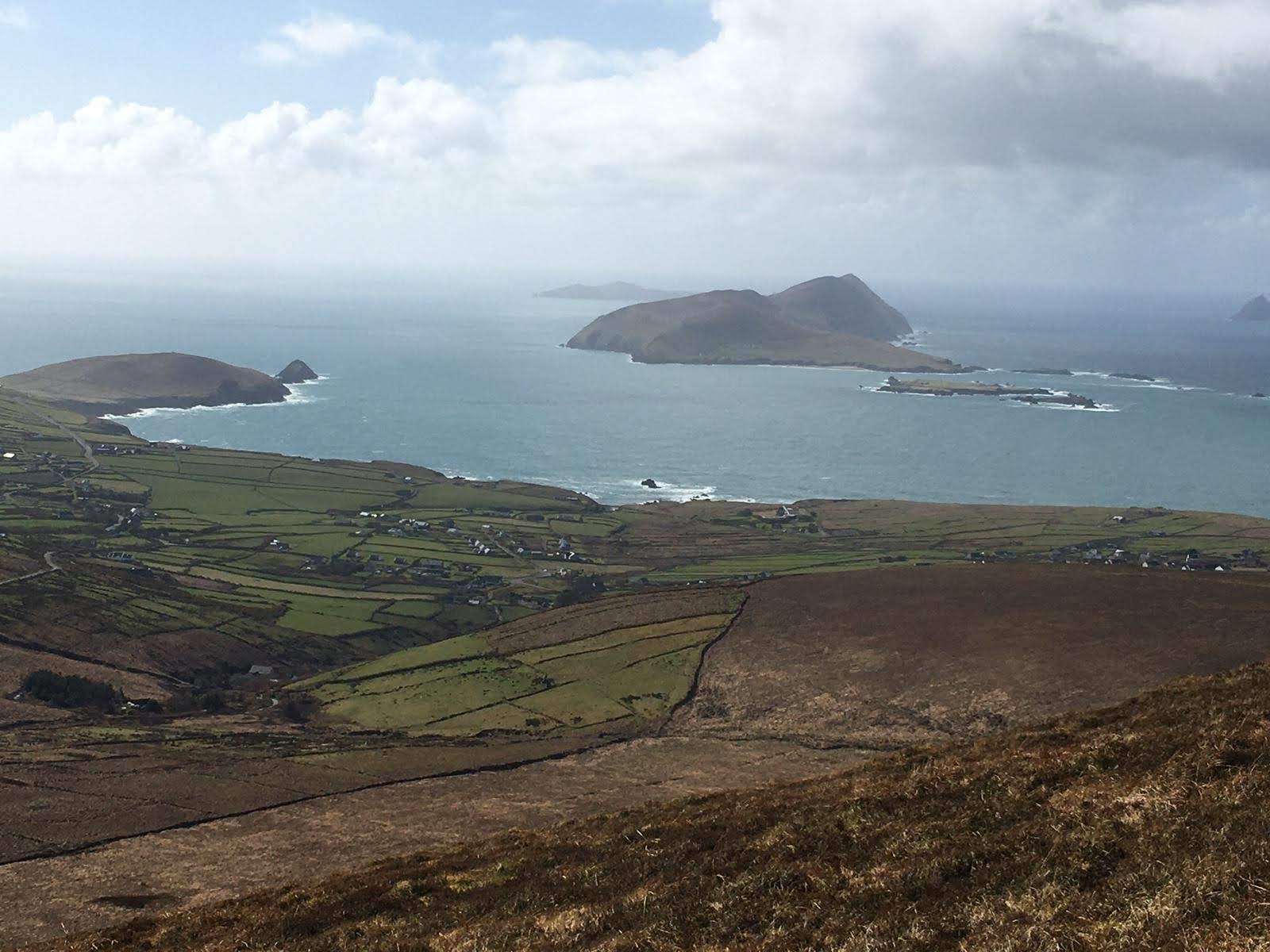 Tree Council of Ireland, Tree Conservation, Tree Management
