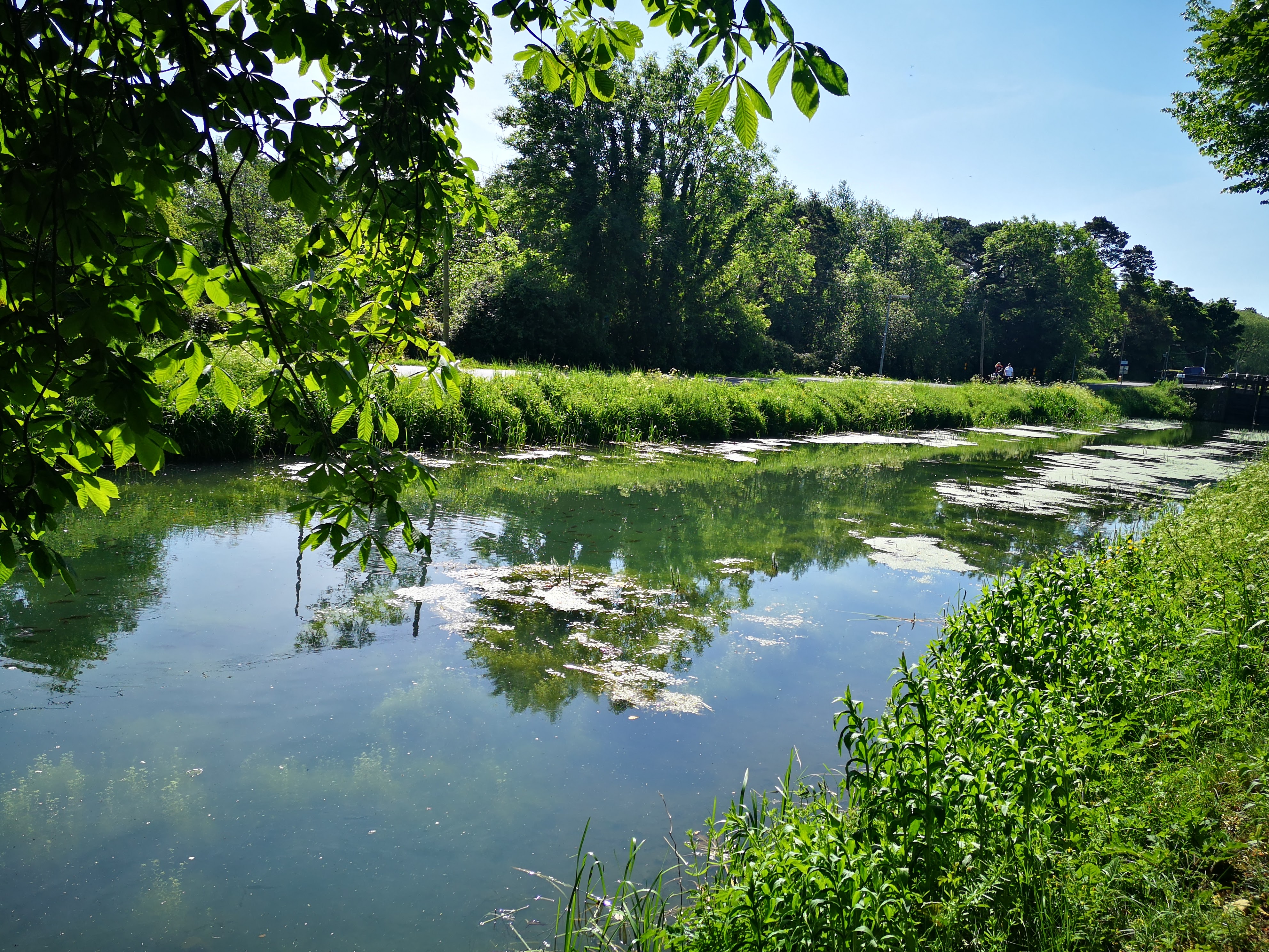 Tree Council of Ireland, Tree Conservation, Tree Management