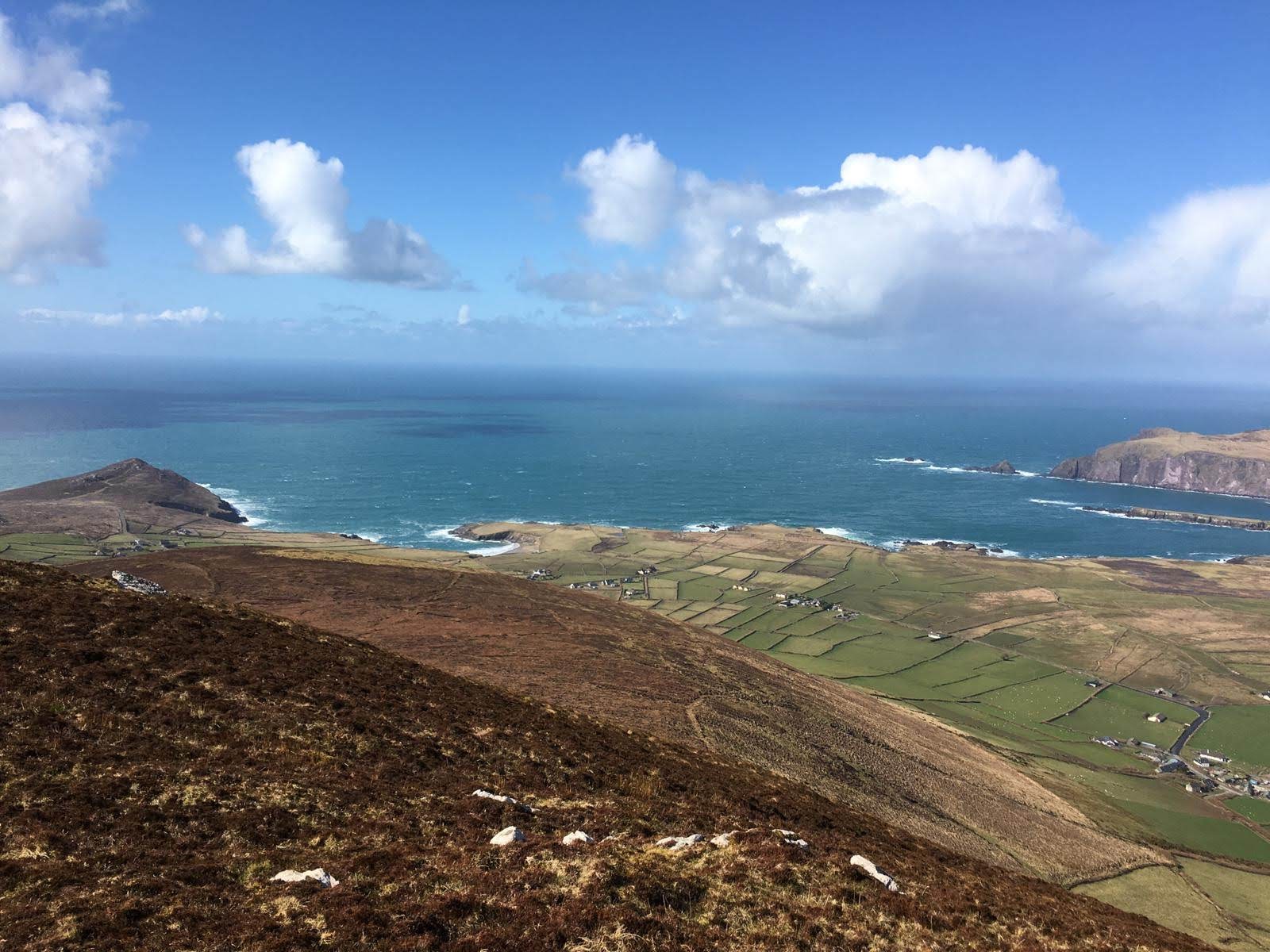 Tree Council of Ireland, Tree Conservation, Tree Management