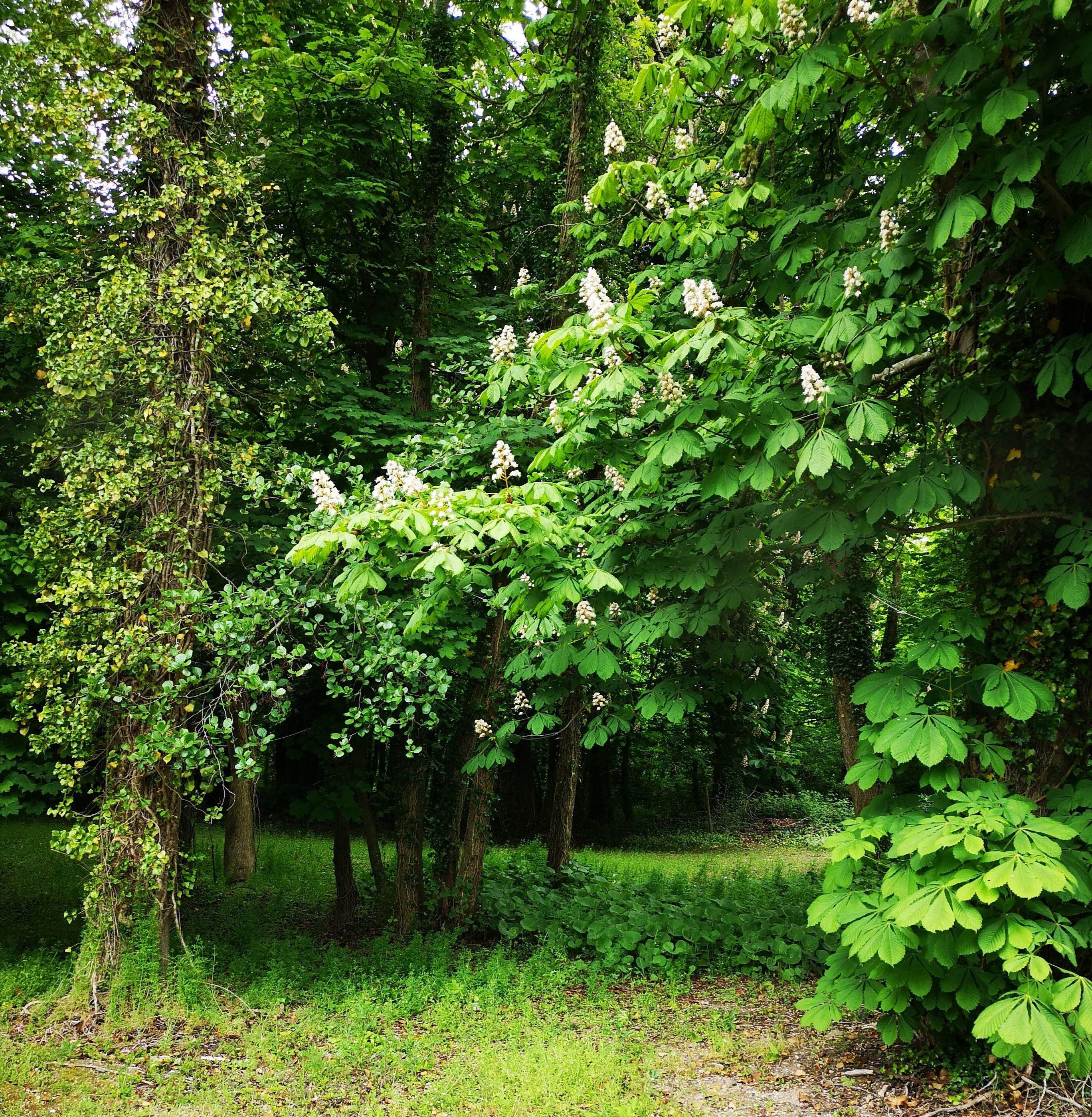 Tree Council of Ireland, Tree Conservation, Tree Management