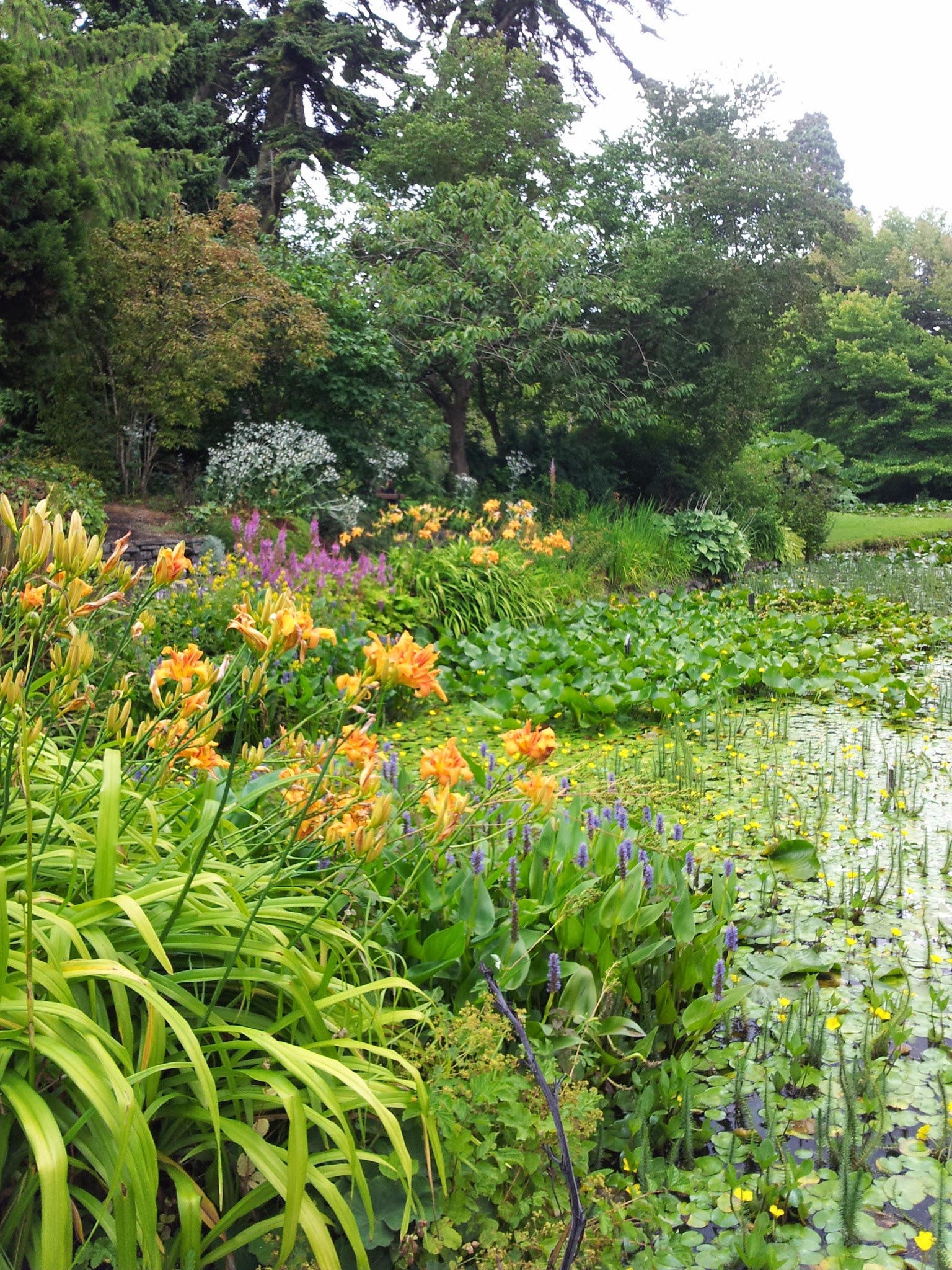 Tree Council of Ireland, Tree Conservation, Tree Management