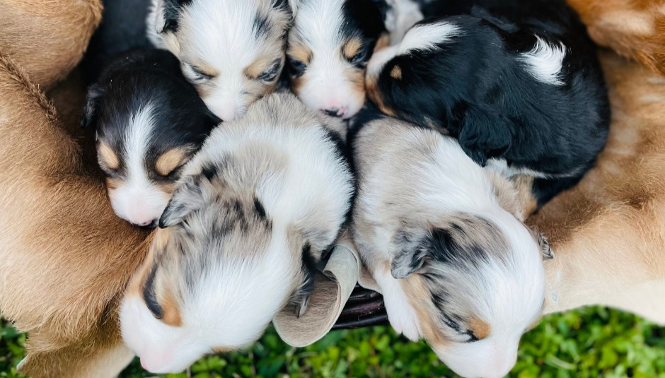 Integrity Pups | Integrity Aussies Tx | Willis