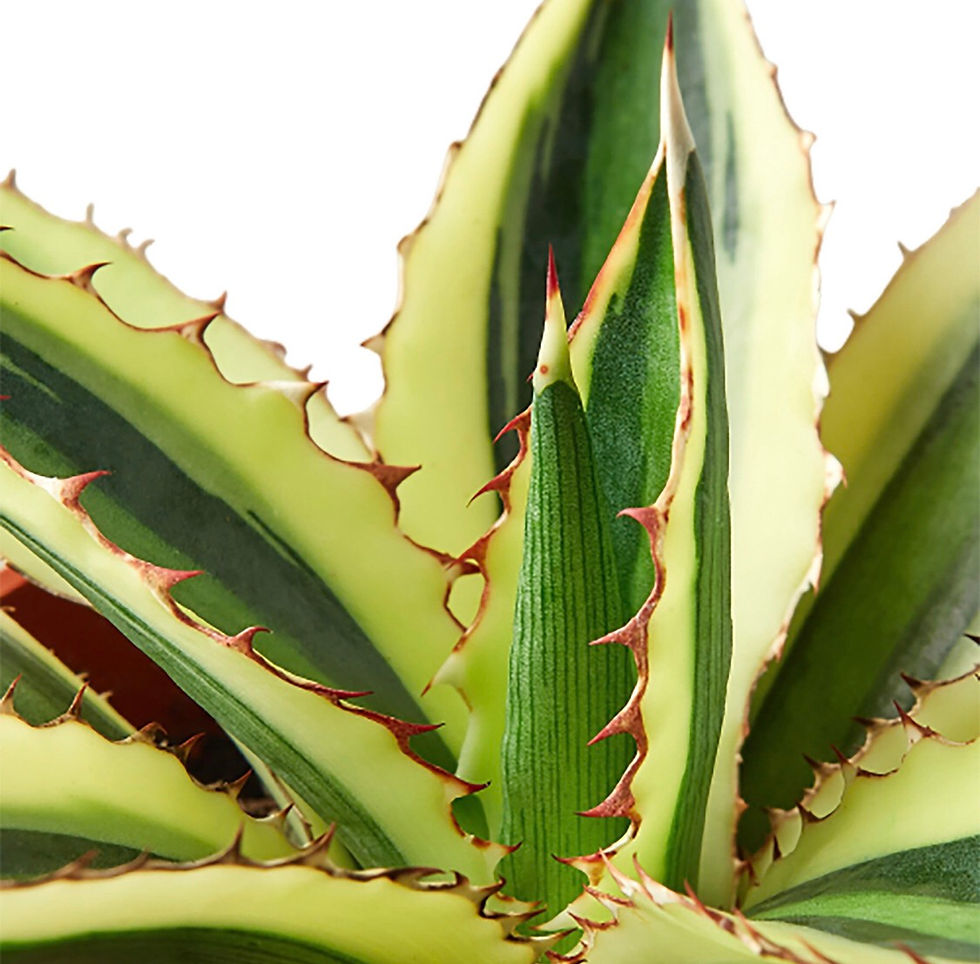 Agave ‘Quadricolor’ | Propagated Daughters