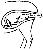 Understanding the Different Lamb Birthing Positions for a Successful ...