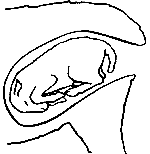 Understanding the Different Lamb Birthing Positions for a Successful ...