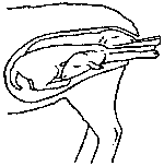 Understanding the Different Lamb Birthing Positions for a Successful ...