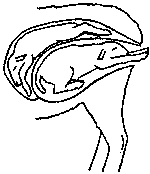 Understanding the Different Lamb Birthing Positions for a Successful ...