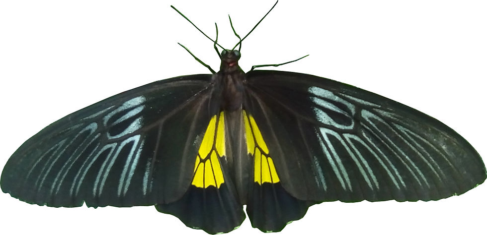 Troides Radhamantus | Icon