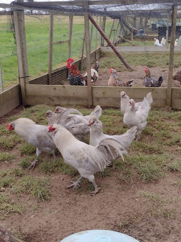 Lavender Araucana Large Fowl | Rawston Poultry