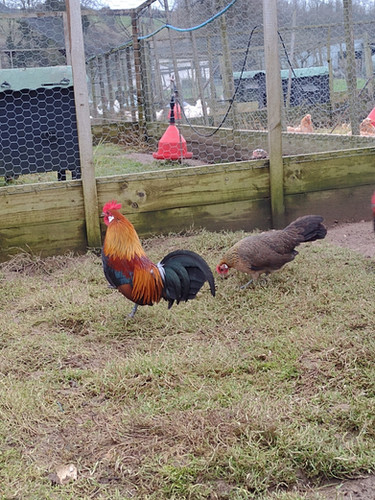 Golden Dutch Bantam | Rawston Poultry