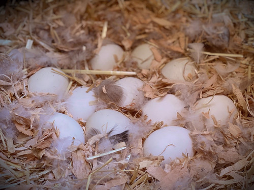 12 Fertile Hatching Eggs | Mysite