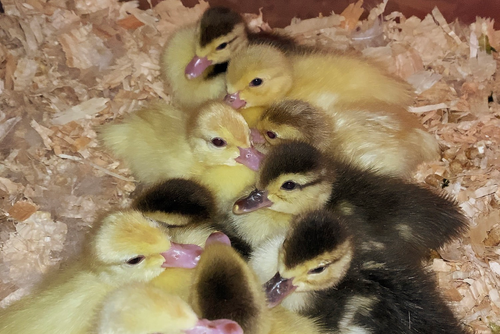 2-3 wk. old ducklings | Mysite