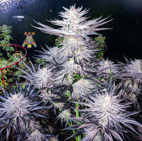 Mac Dragon Bx-1 Novelty Seeds | Dragons Flame Geneti