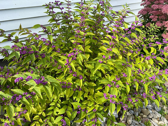 american beautyberry plant edible
