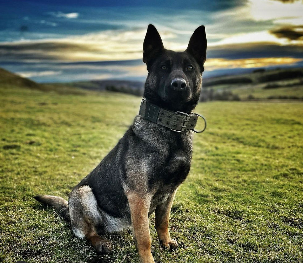 About | Wiremoor Gundogs