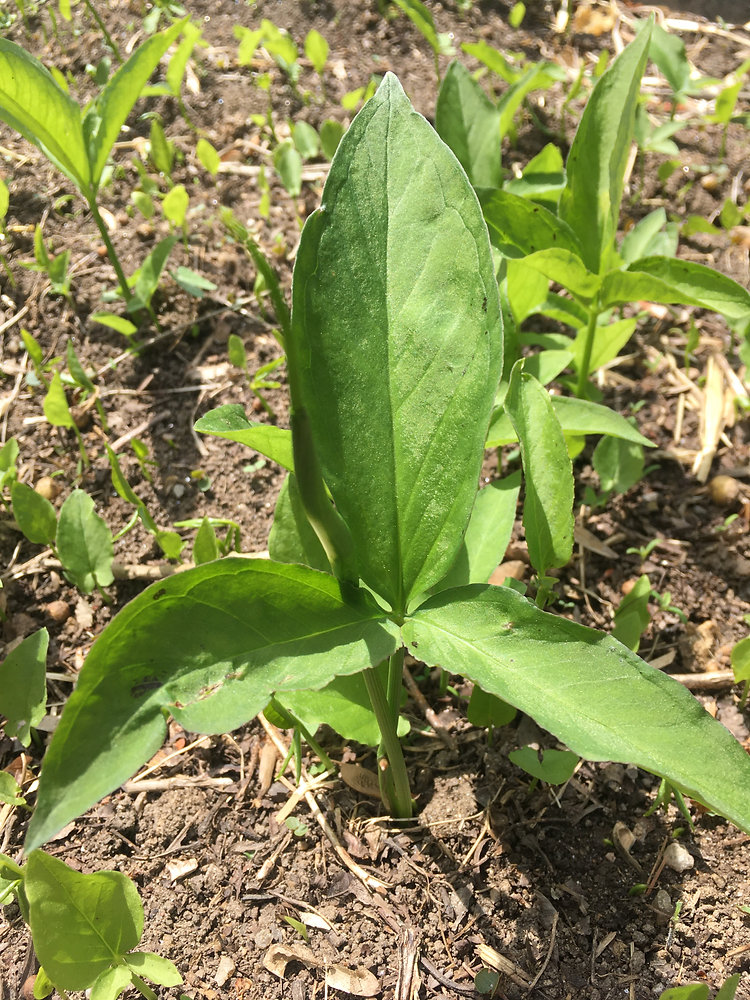 Pinellia ternata - a suburban saga