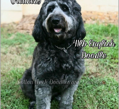 DOODLES | Cotton Rack Farms