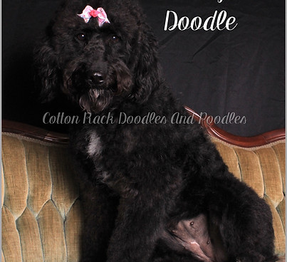 DOODLES | Cotton Rack Farms