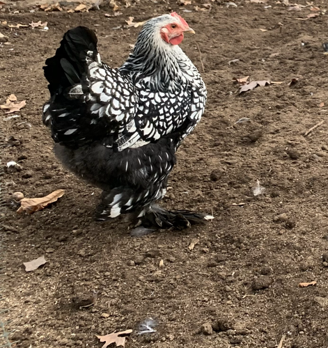 Sliver Laced Cochin Fertile Eggs | Muse Egg Farm