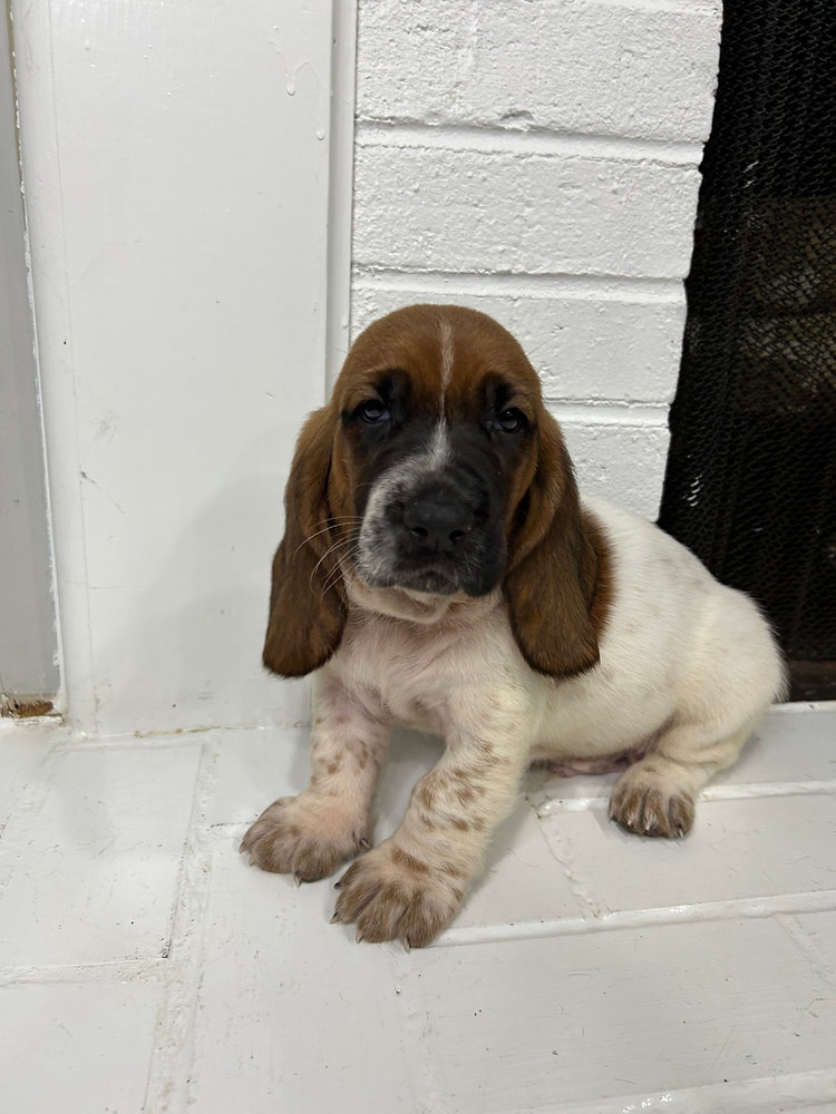 New litter of puppies!