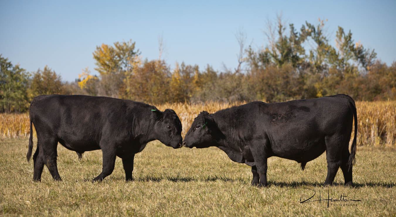 Photo Gallery | SWRCattle