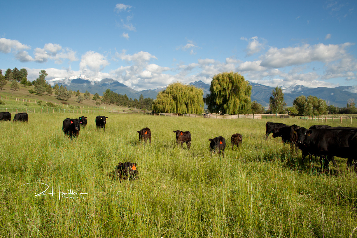 American Waygu Cattle | SWRCattle
