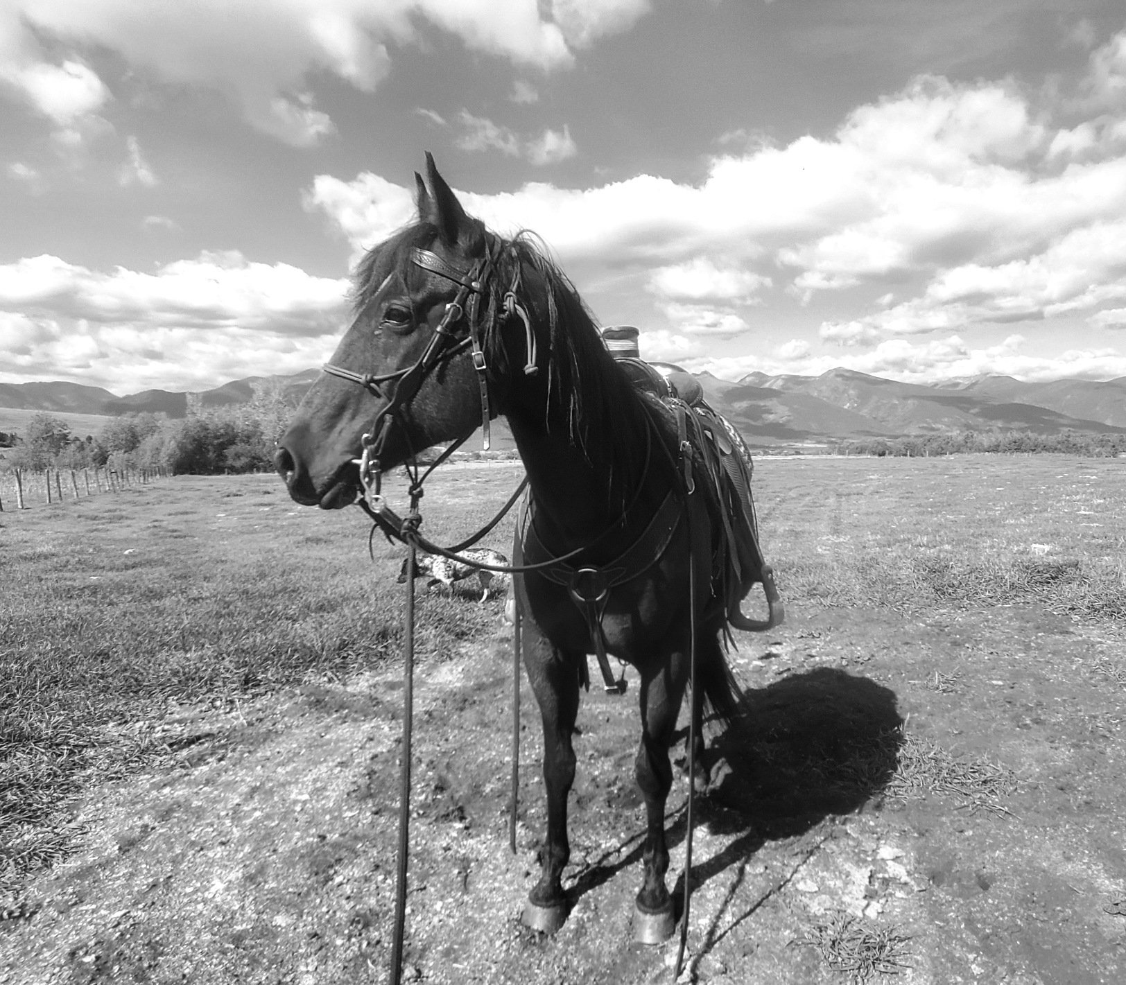 Photo Gallery | SWRCattle