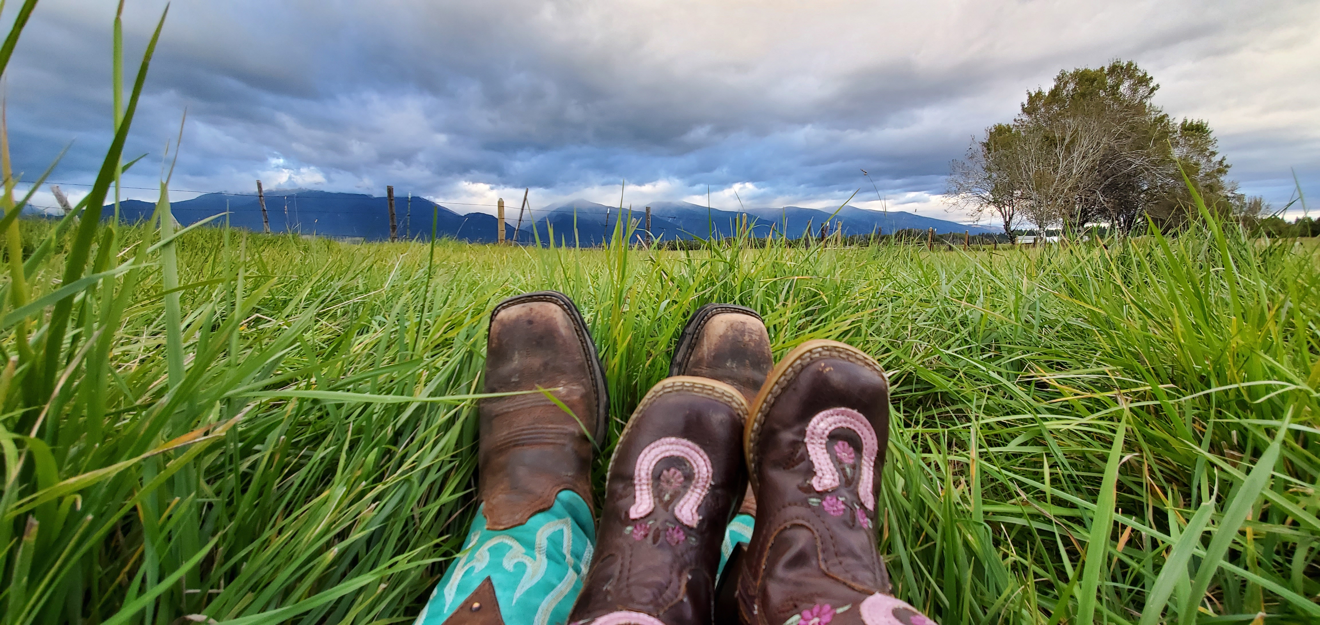 Photo Gallery | SWRCattle