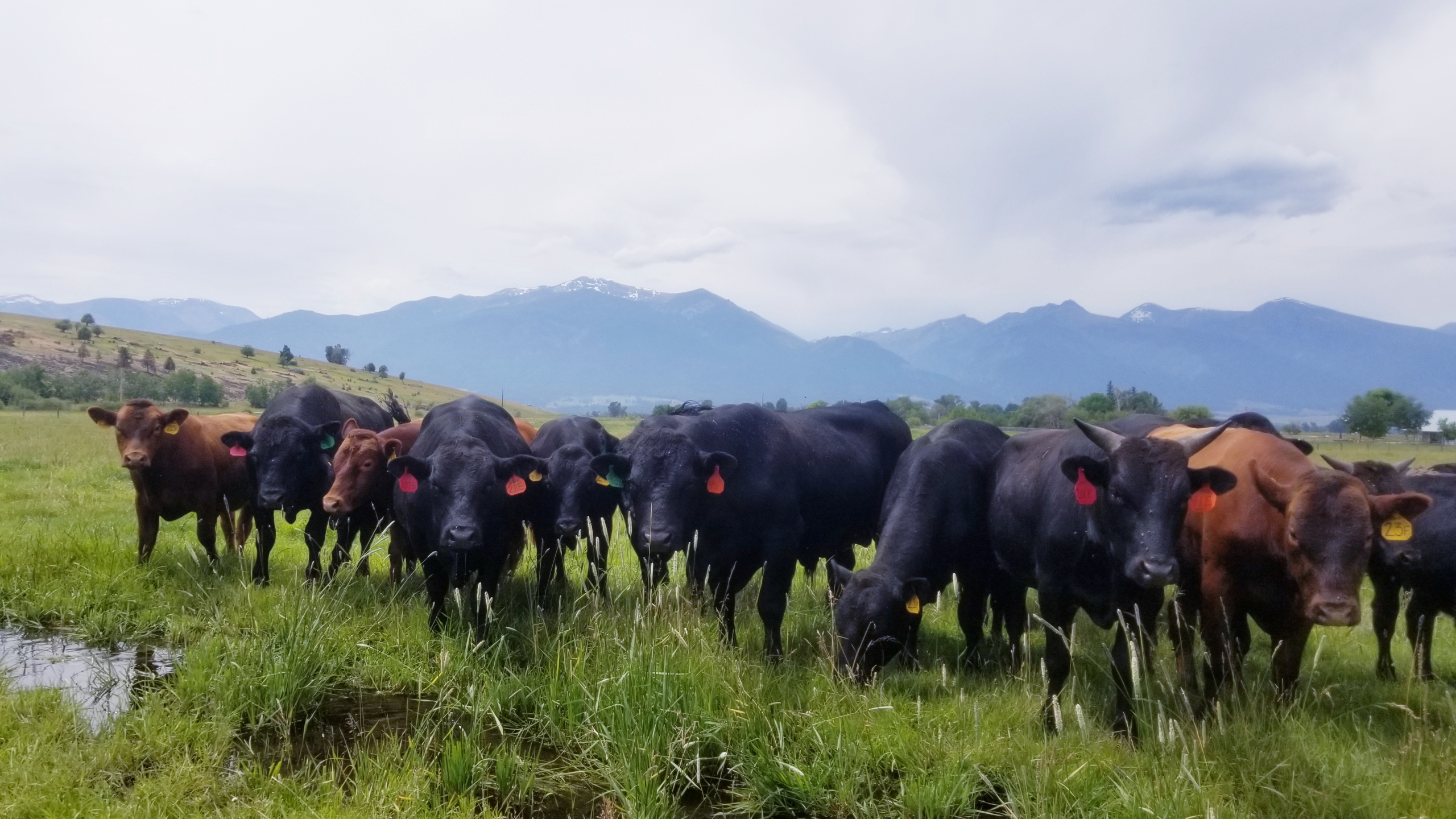 Photo Gallery | SWRCattle