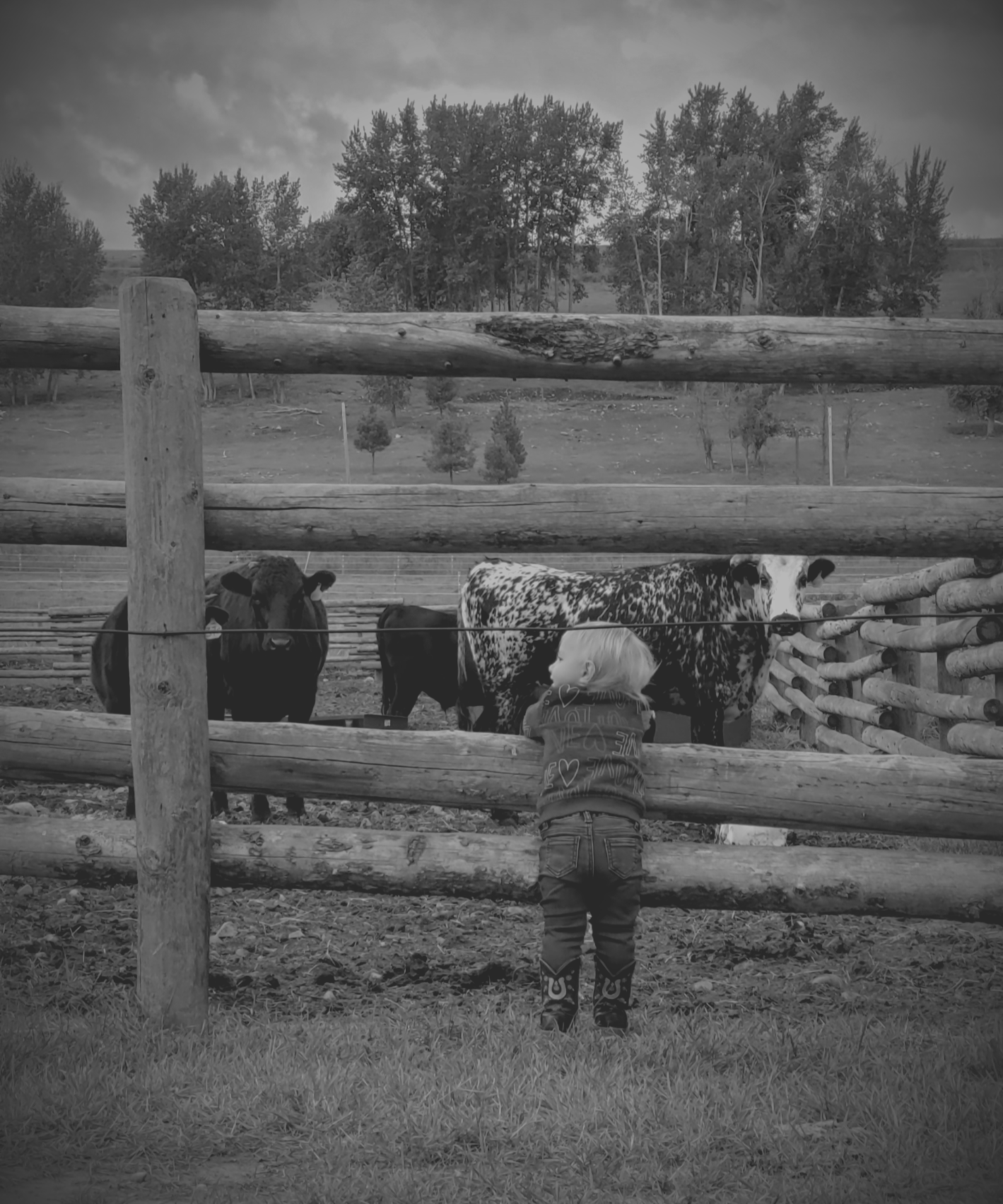 Photo Gallery | SWRCattle