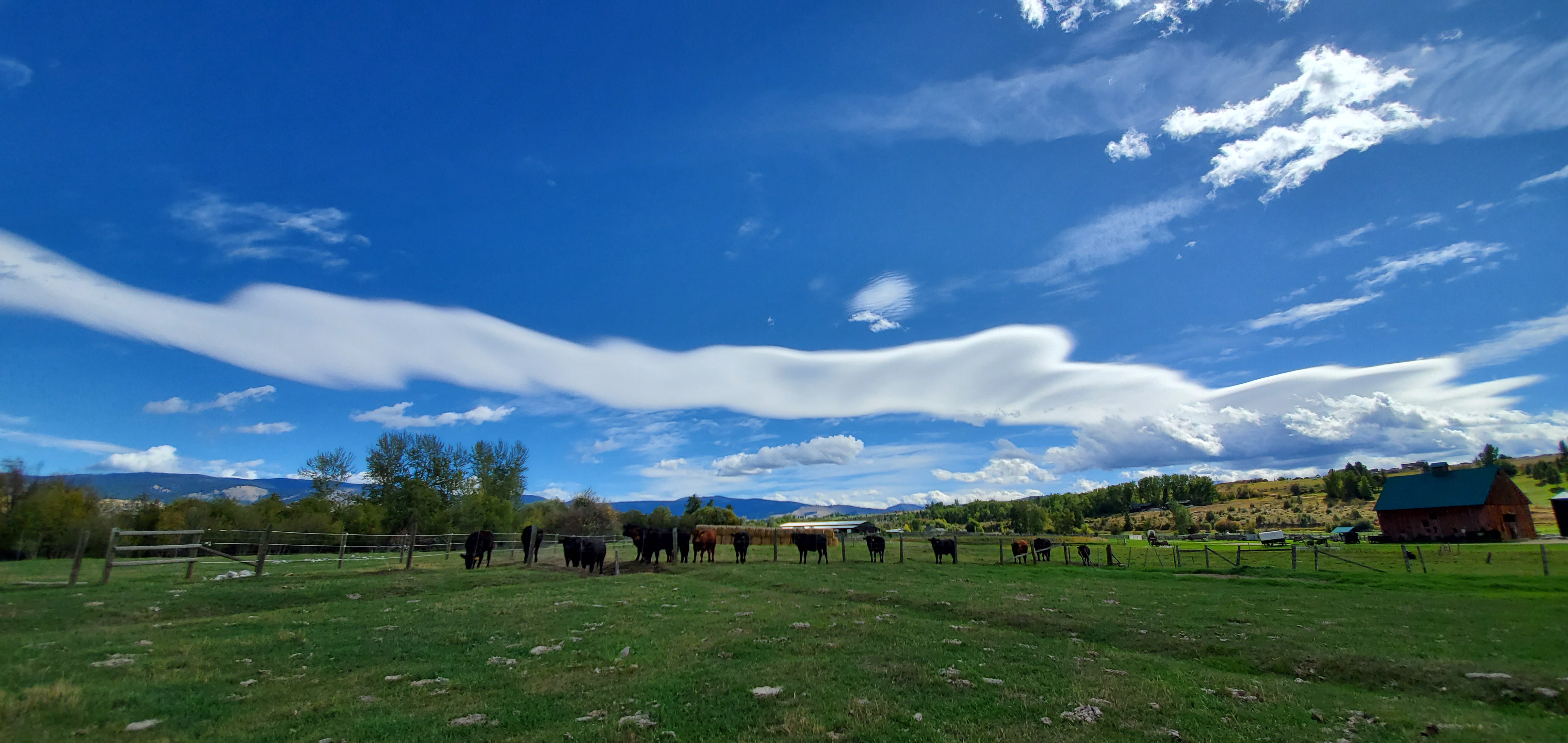 Photo Gallery | SWRCattle