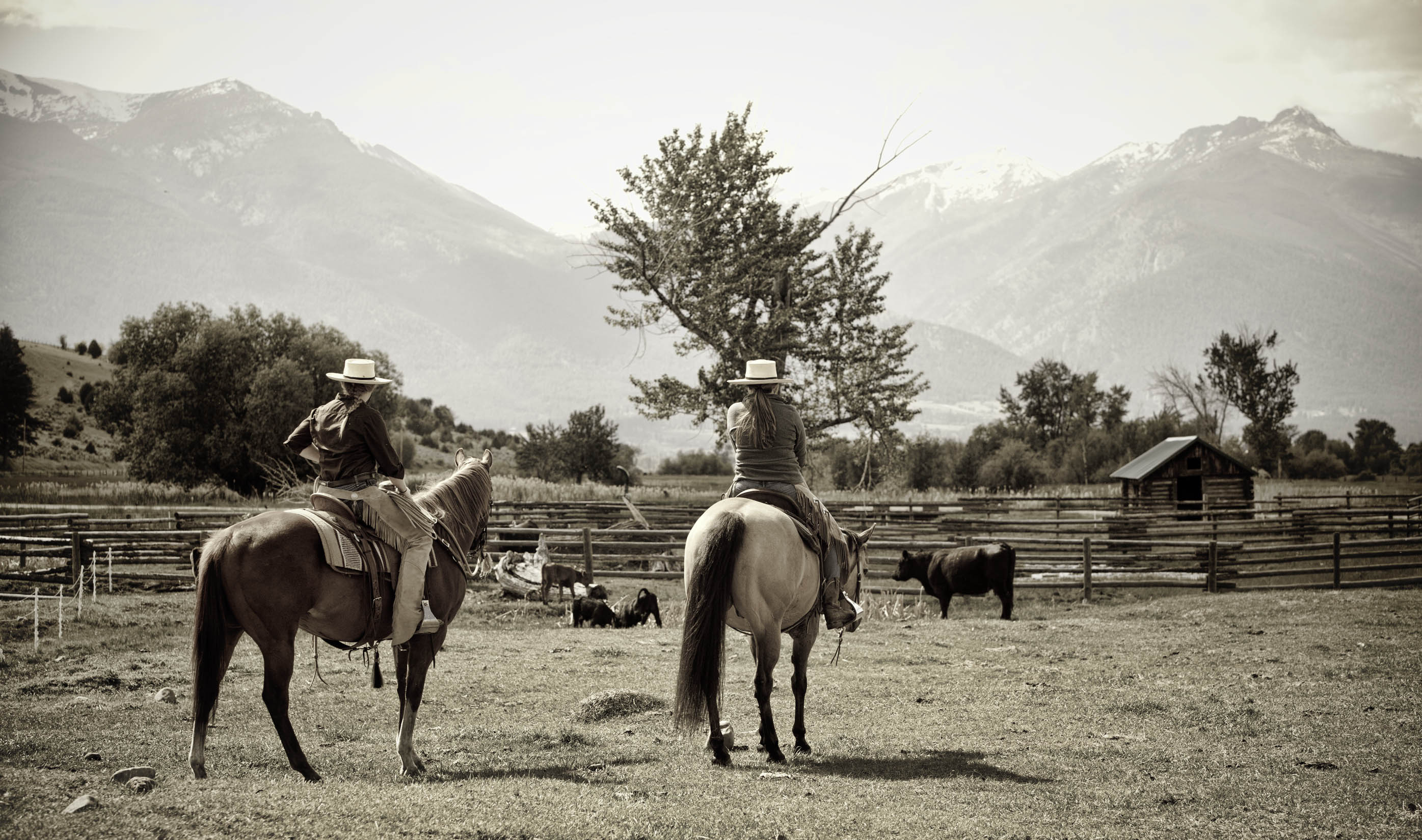 Photo Gallery | SWRCattle